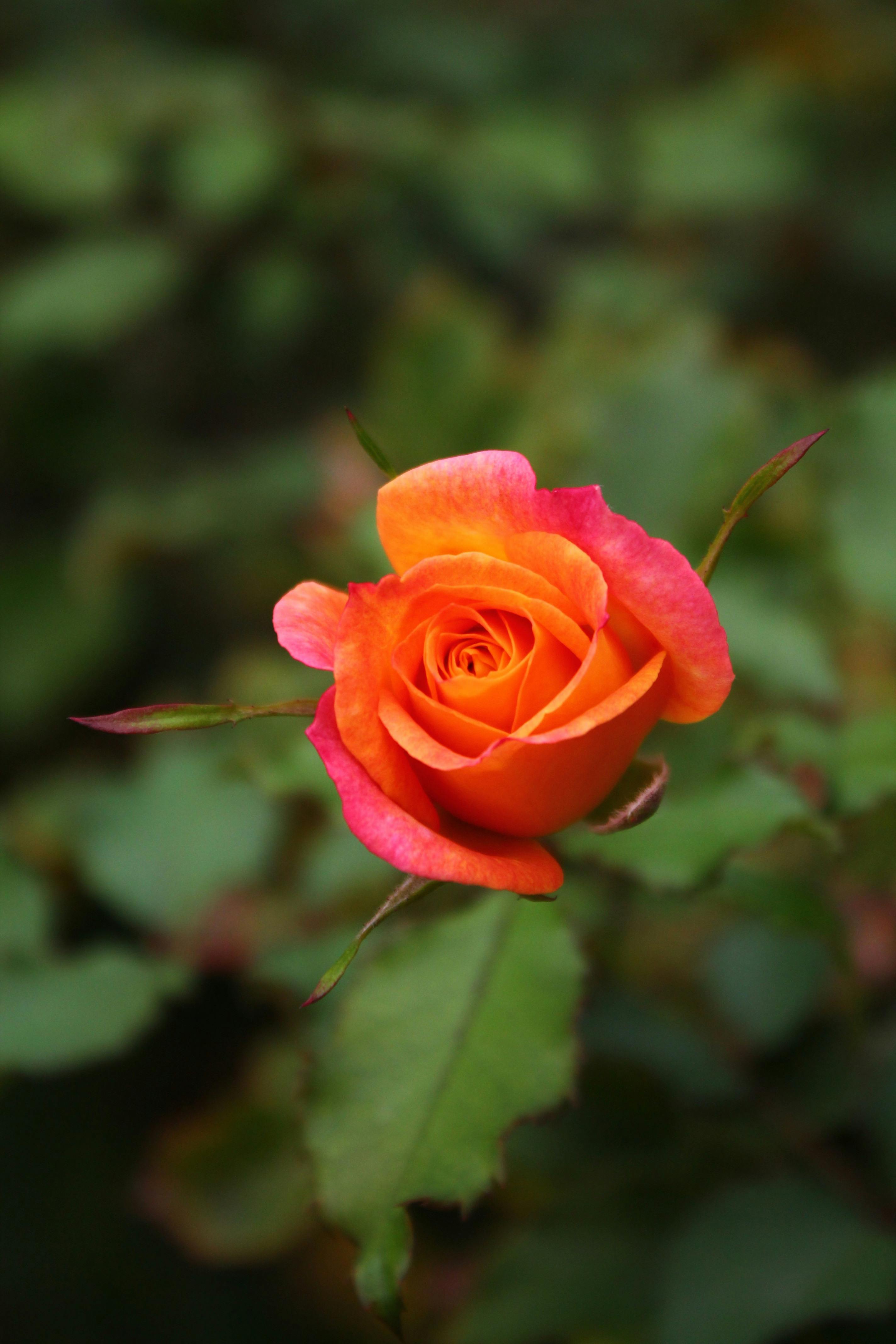 Detection Object Detection Dataset And Pre Trained Model By Detection