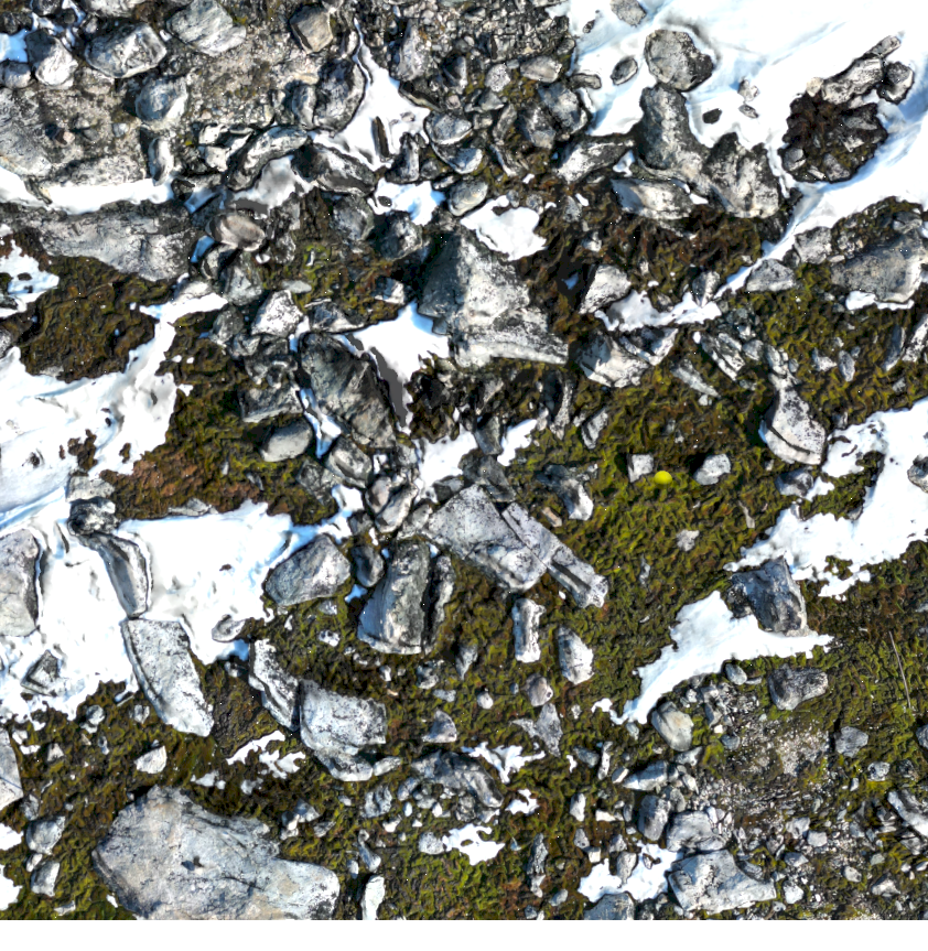 Moss Detection Object Detection Dataset by Queensland University of ...