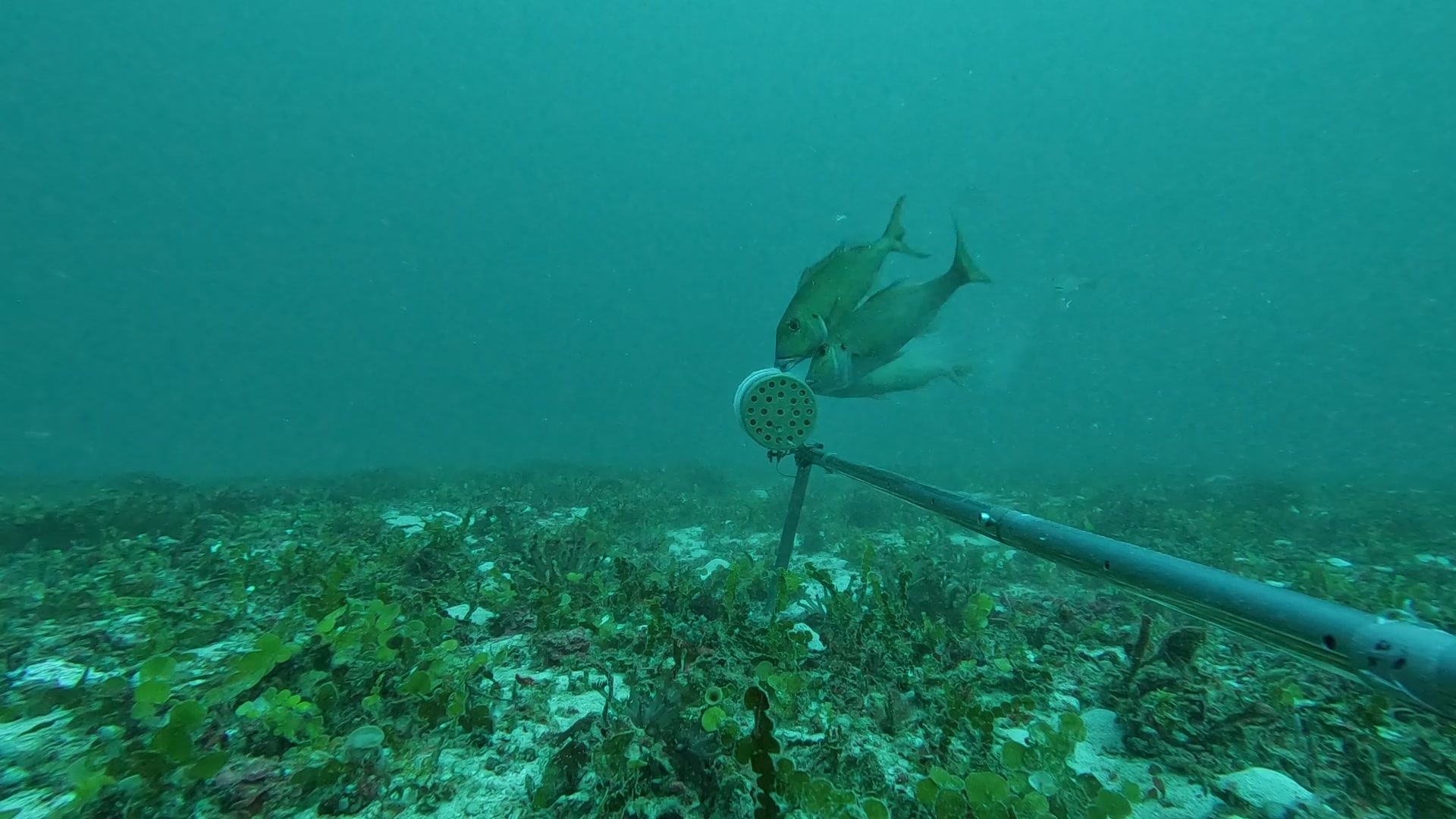 Seyenv Roboflow Universe