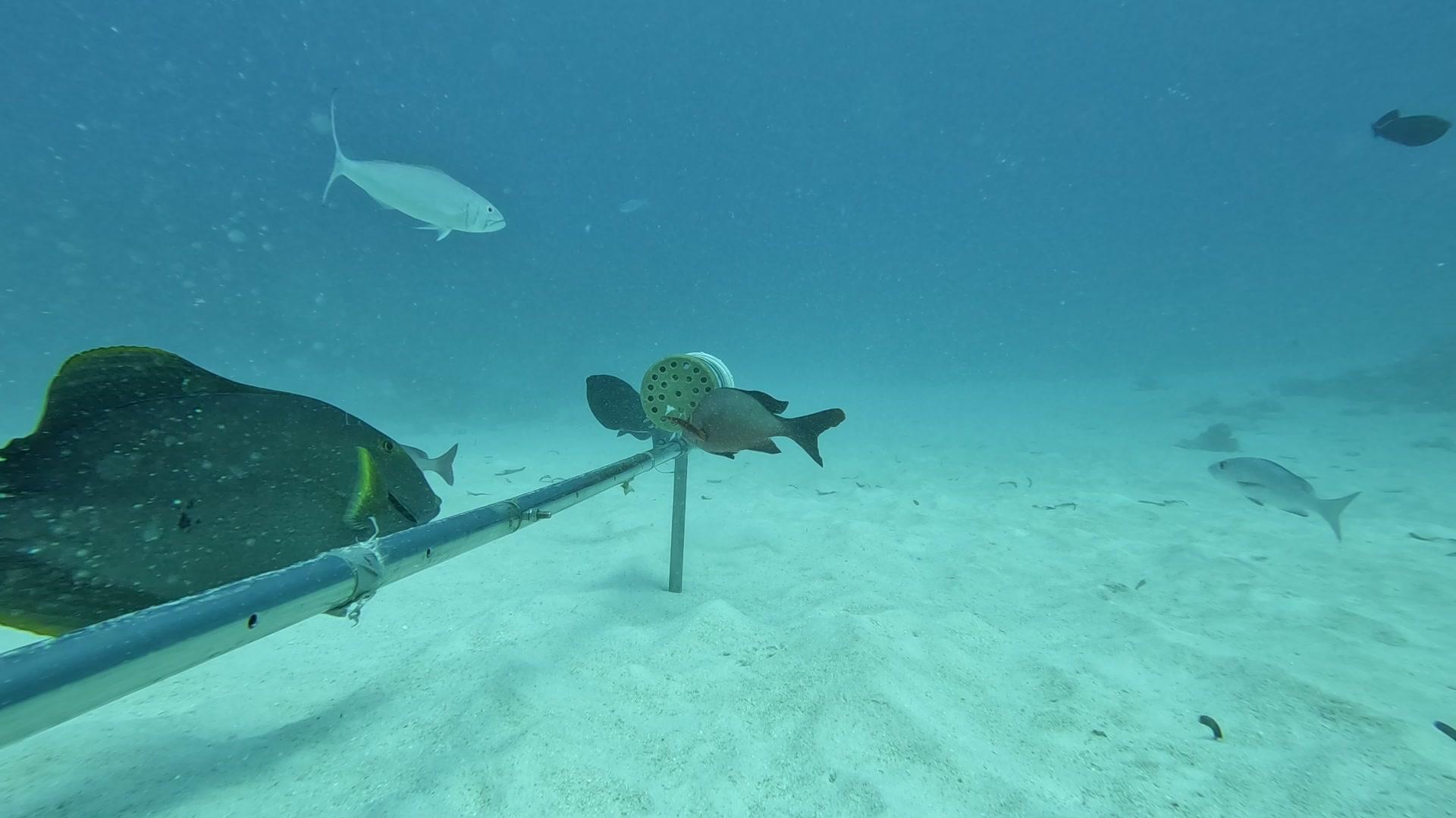 Incremental Database Object Detection Dataset By Seyenv