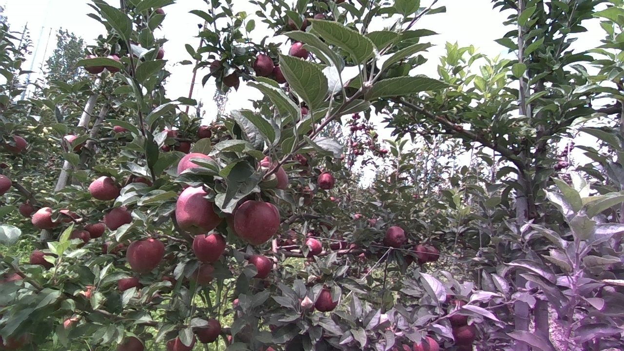 Apple_Project_Finall Instance Segmentation Dataset by officework