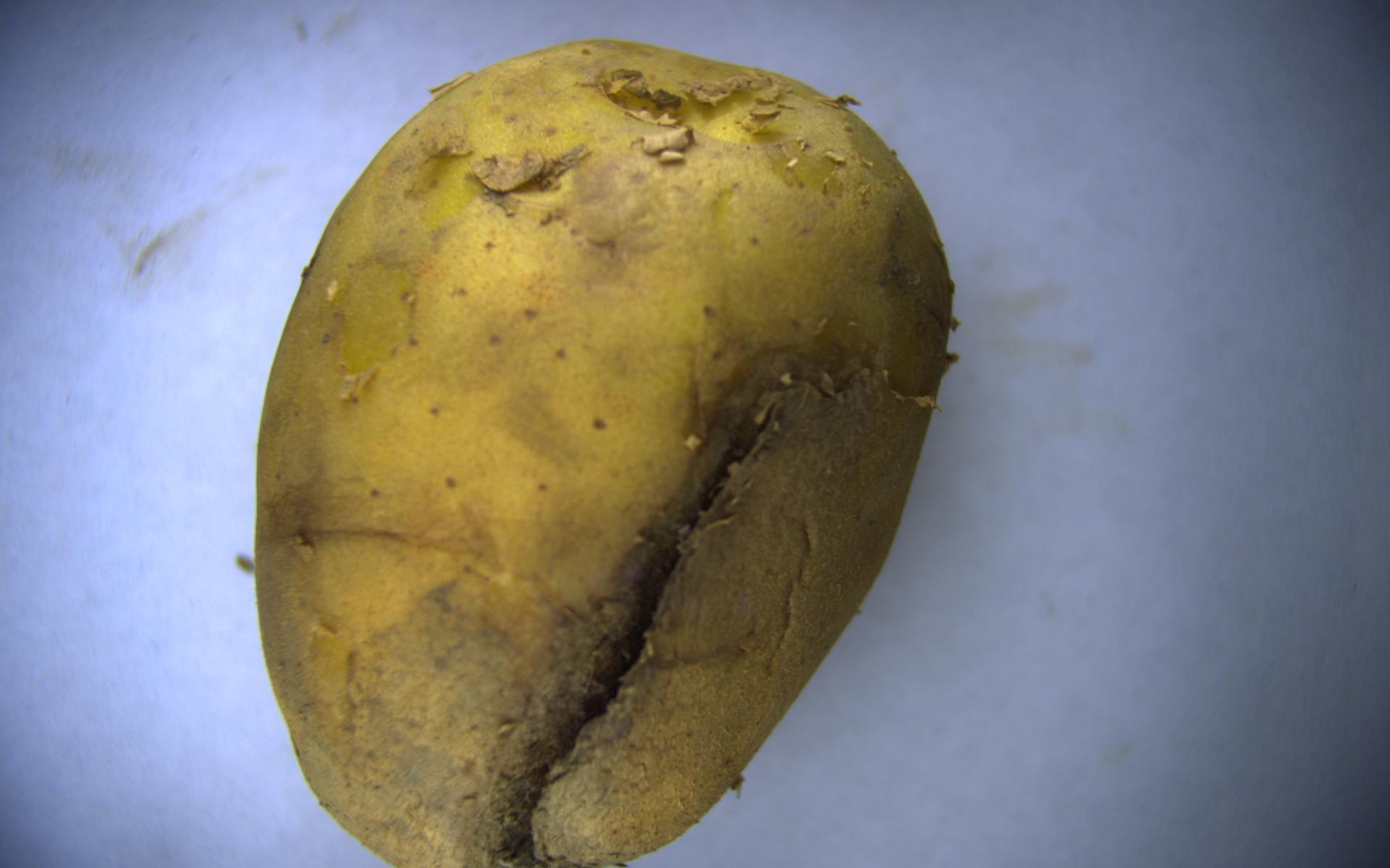 seg-potato Instance Segmentation Dataset by officework