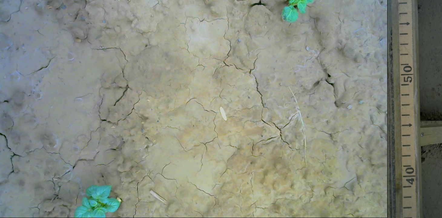 Potato Detection Object Detection Dataset By Image Recognition