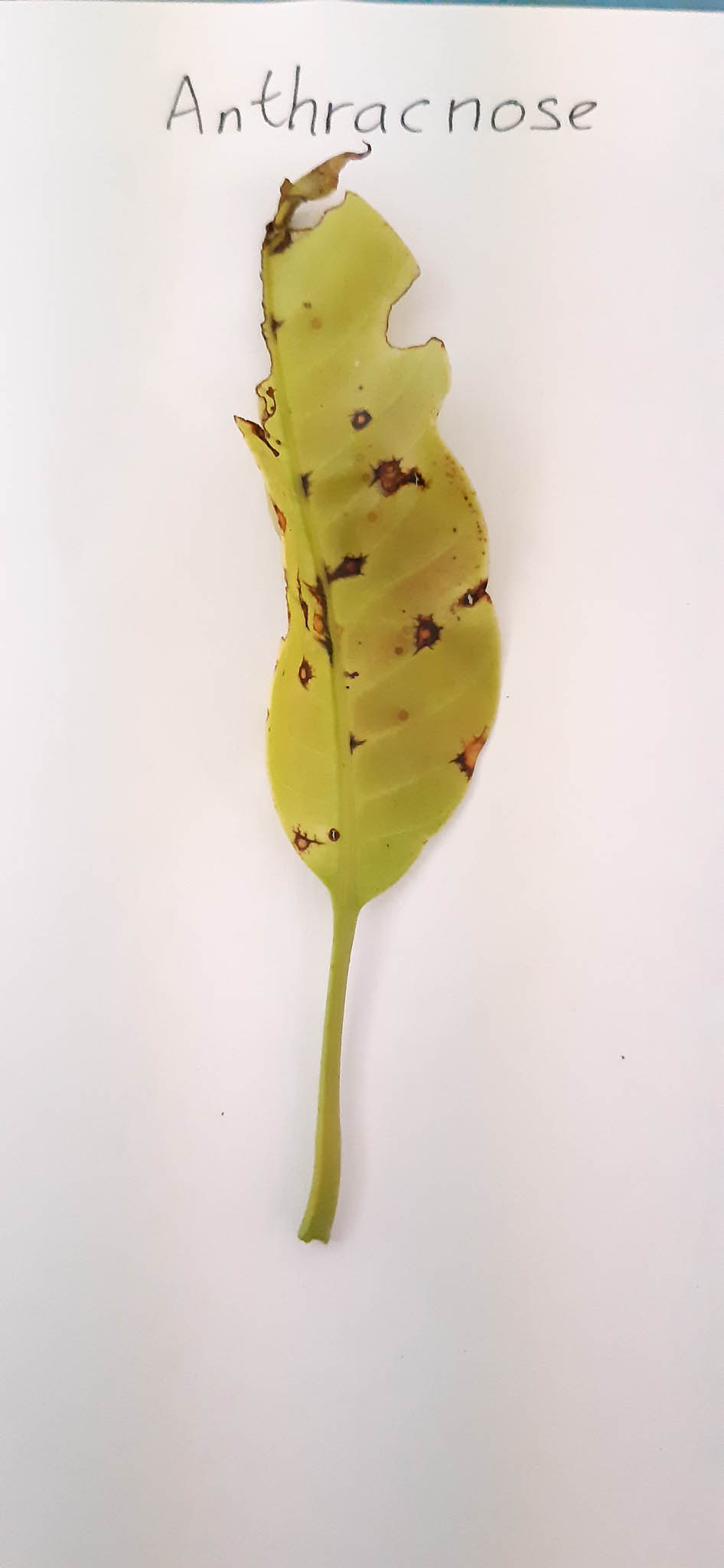 daun-harumanis Object Detection Model by Bissmillah Belajar