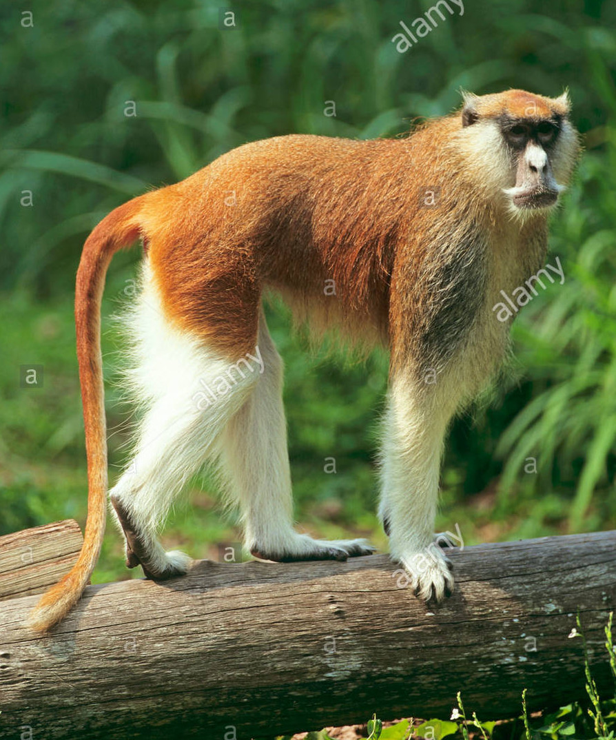 monkey counter - Roboflow Universe