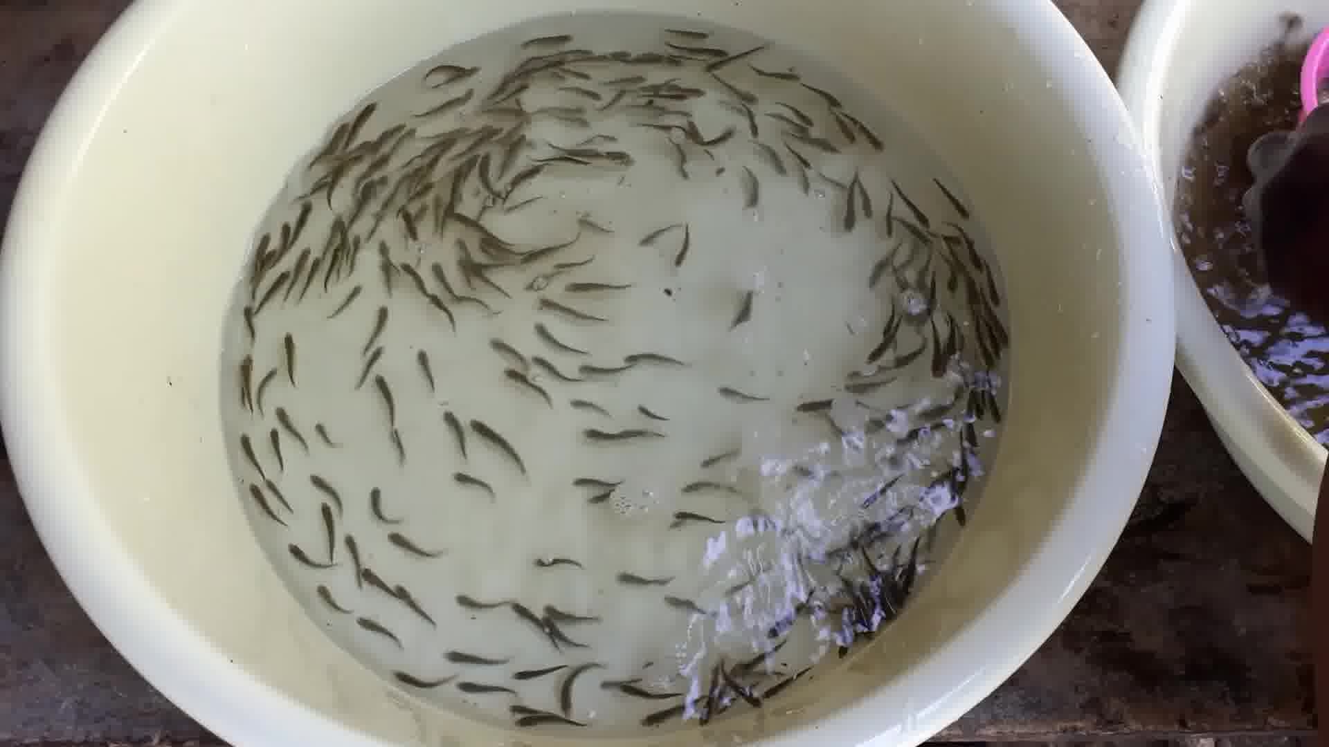 johnico-madrelijos-milkfish-fingerlings-counter-dataset Instance Segmentation Dataset by Thesis ...