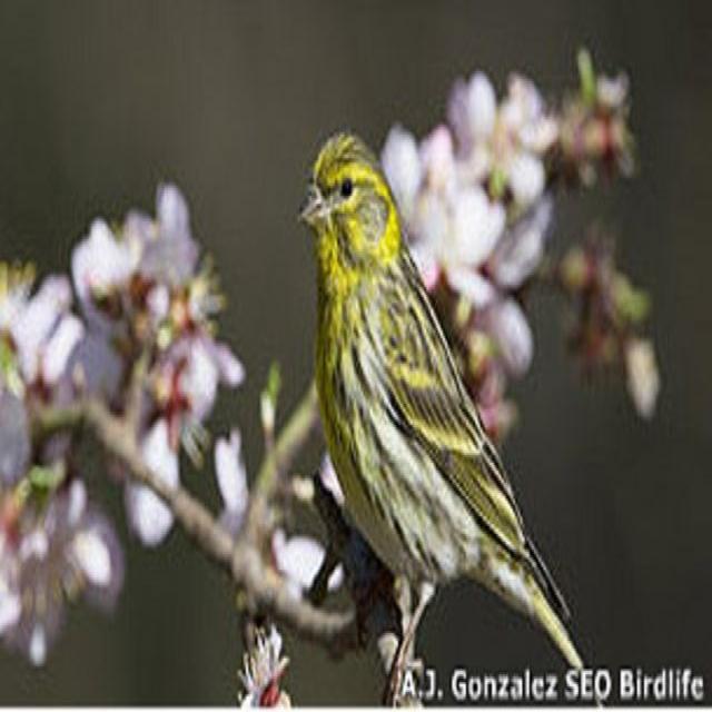 flying bird Instance Segmentation Dataset by Detectron2PierreL