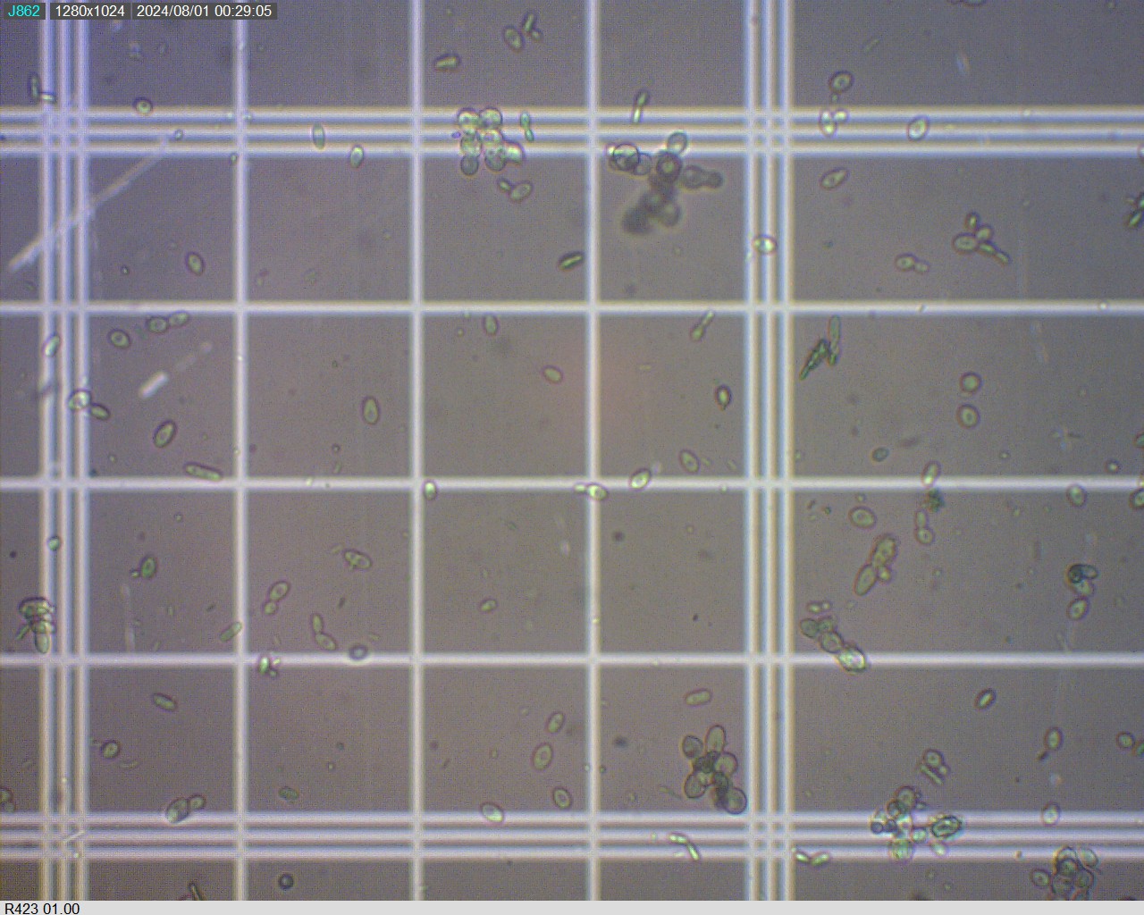 Yeast Boost Budding3 Object Detection Dataset And Pre Trained Model By