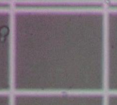 yeast-1-cell Object Detection Dataset and Pre-Trained Model by AIML Cell Yeast Counter