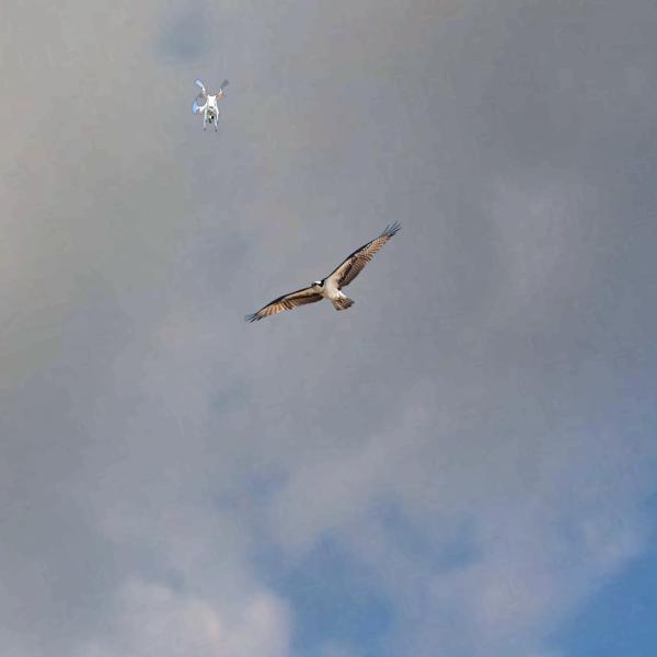 bird vs drone (bird-vs-drone-pgi7v) - Roboflow Universe