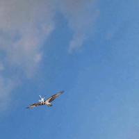 bird vs drone (bird-vs-drone-pgi7v) - Roboflow Universe