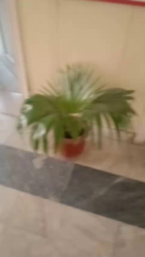 Plants Detections Object Detection Dataset And Pre Trained Model By Hasnain