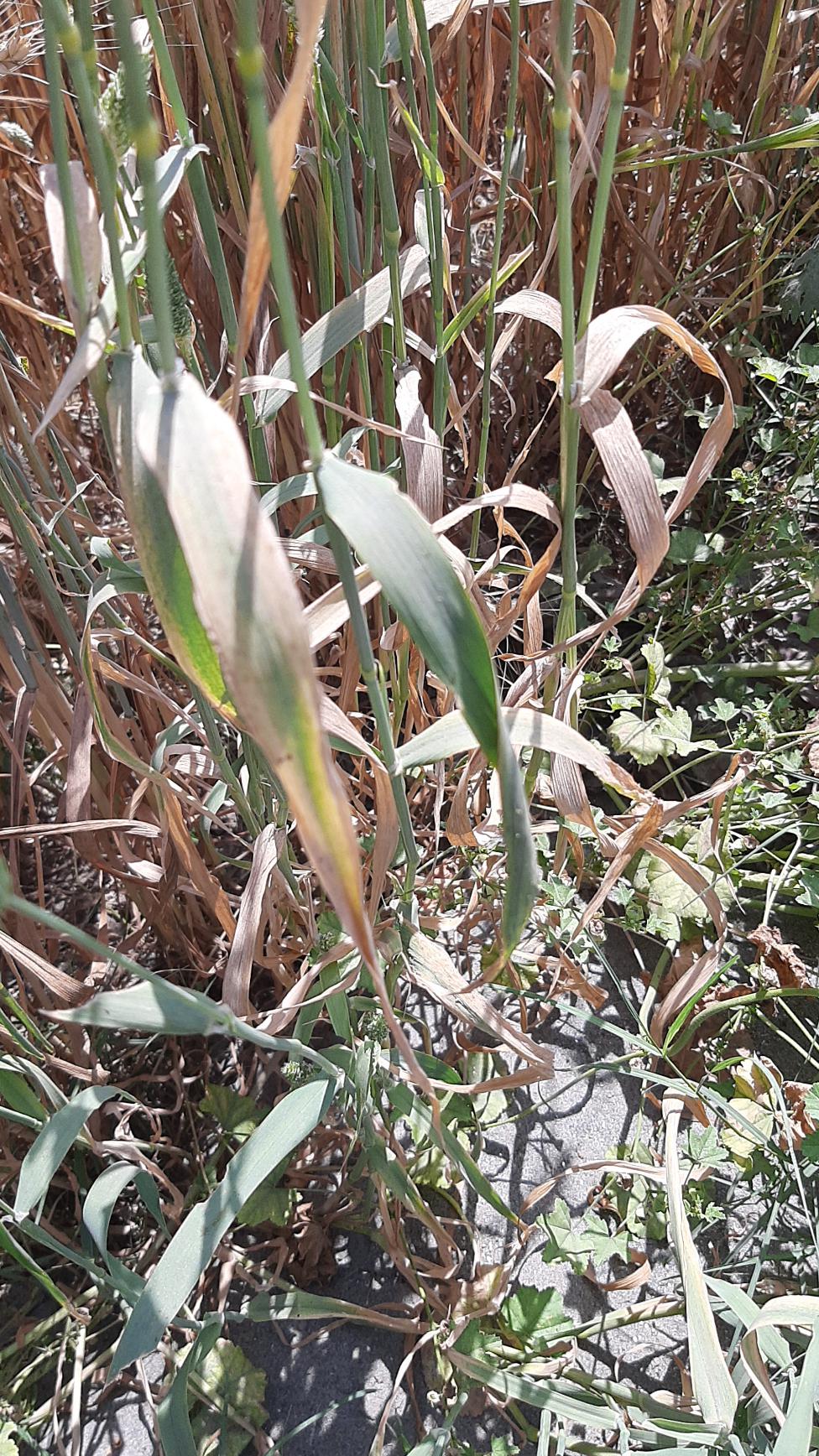 healthwheat Object Detection Dataset by Syed Obaidullah Hassan Chishti