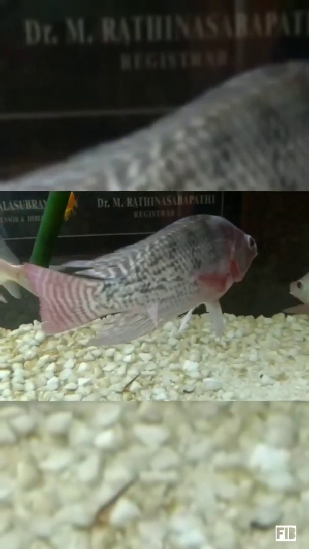 Tilapia Object Detection Dataset by Fishv41