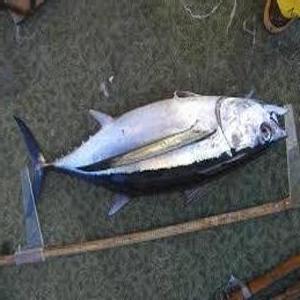 tuna fish Object Detection Model by fish