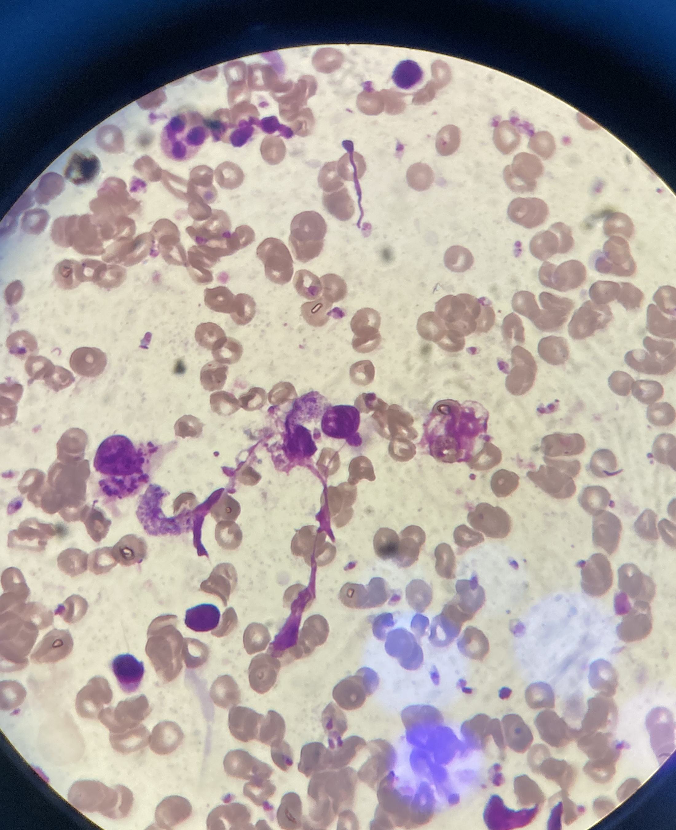 model Instance Segmentation Dataset by leish