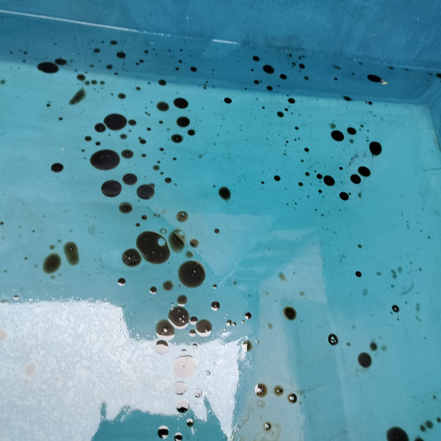 oil tello detection Object Detection Model by SRIdataset