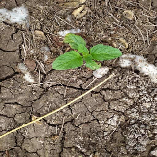 weed classification Classification Dataset and Pre-Trained Model by ... weed classification Classification Dataset and Pre-Trained Model by ...
