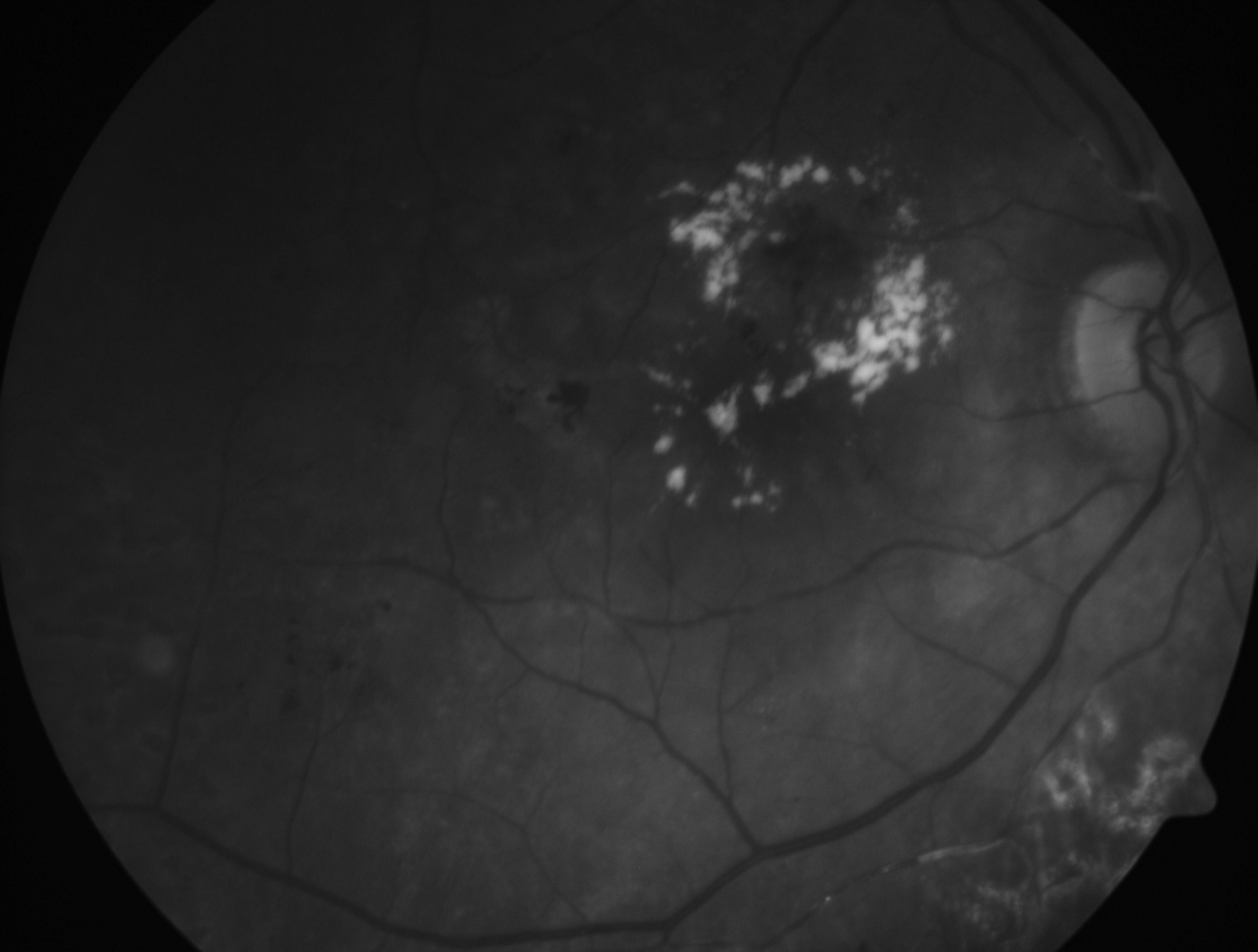 Green Classification Model by project-i9ltp