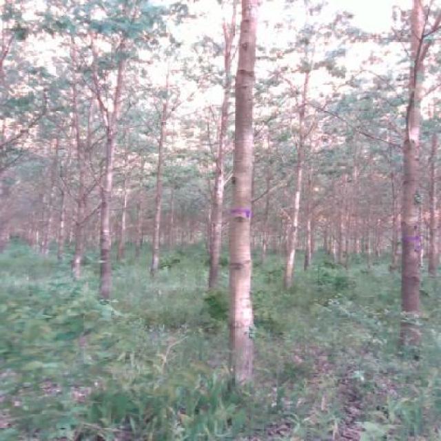 Trees Object Detection Model by Krishna Sai