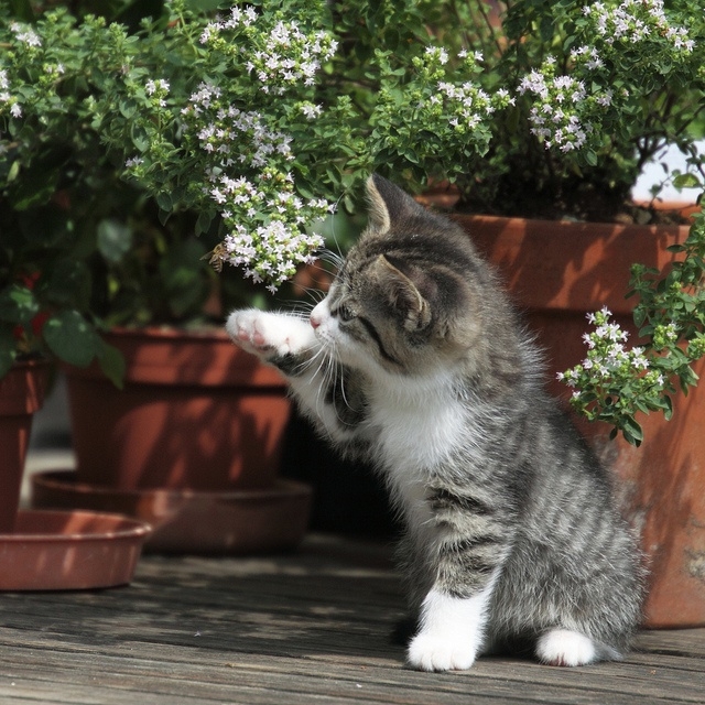 Cats-KLGI Instance Segmentation Dataset and Pre-Trained Model by Kier LGI