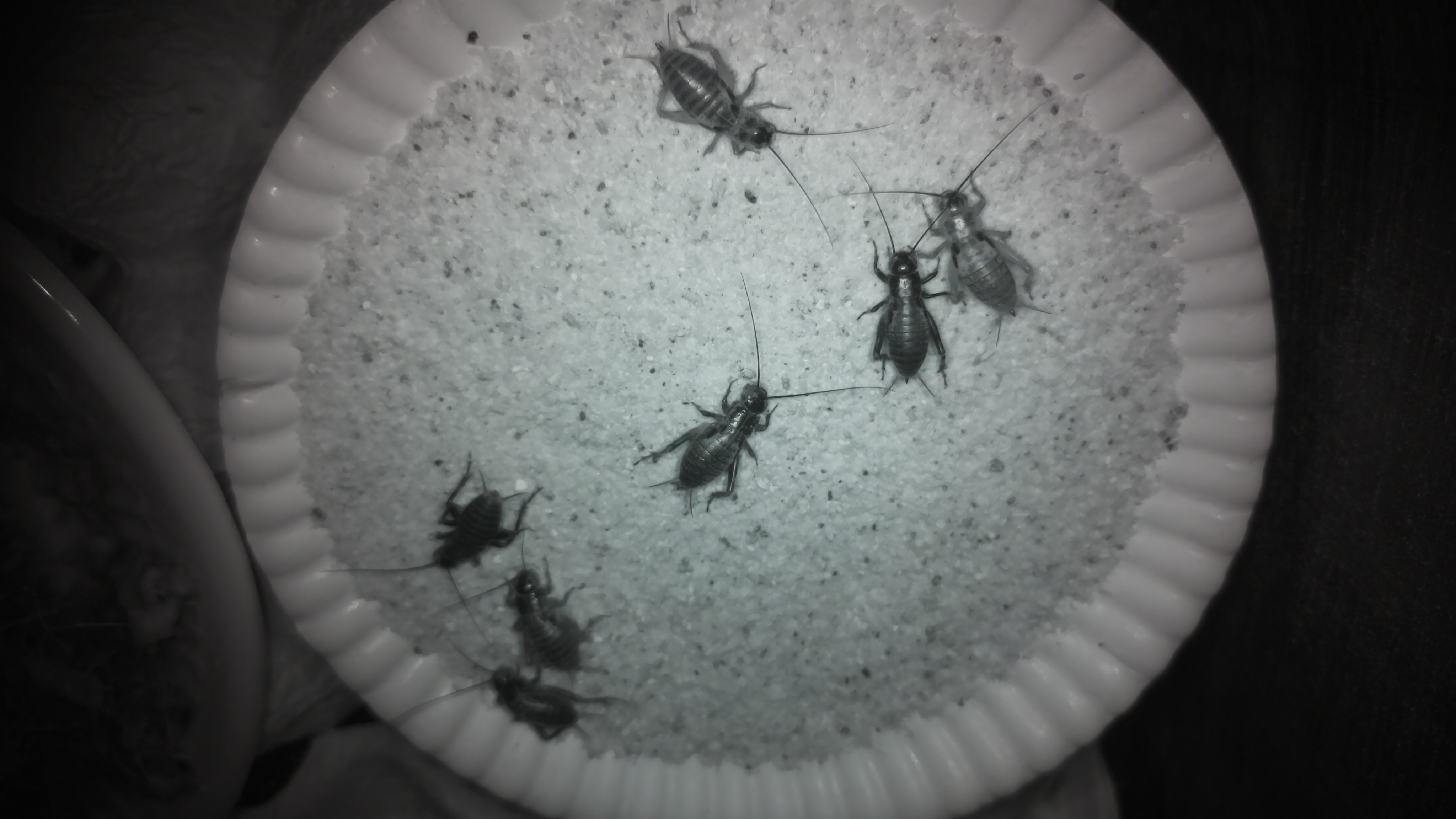 JikJik project KiKi - Roboflow Universe