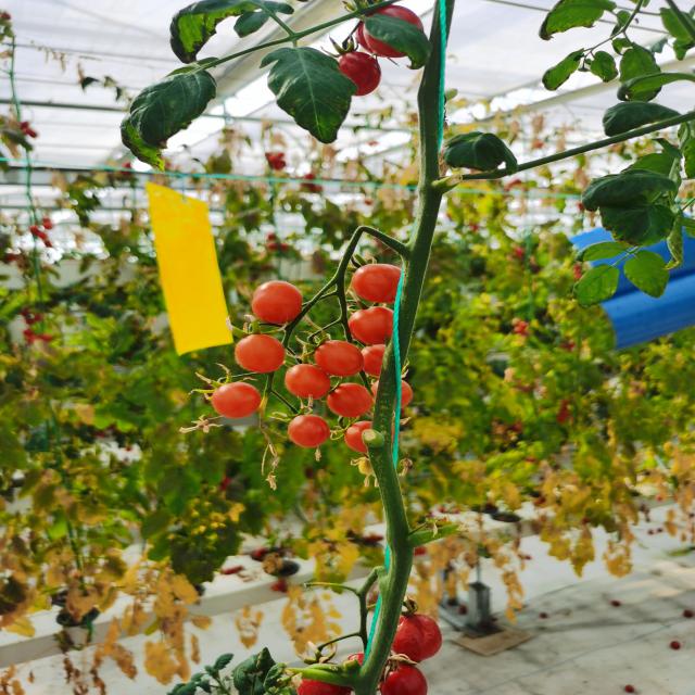 Merged Tomato Dataset 1117 Object Detection Dataset By 张文