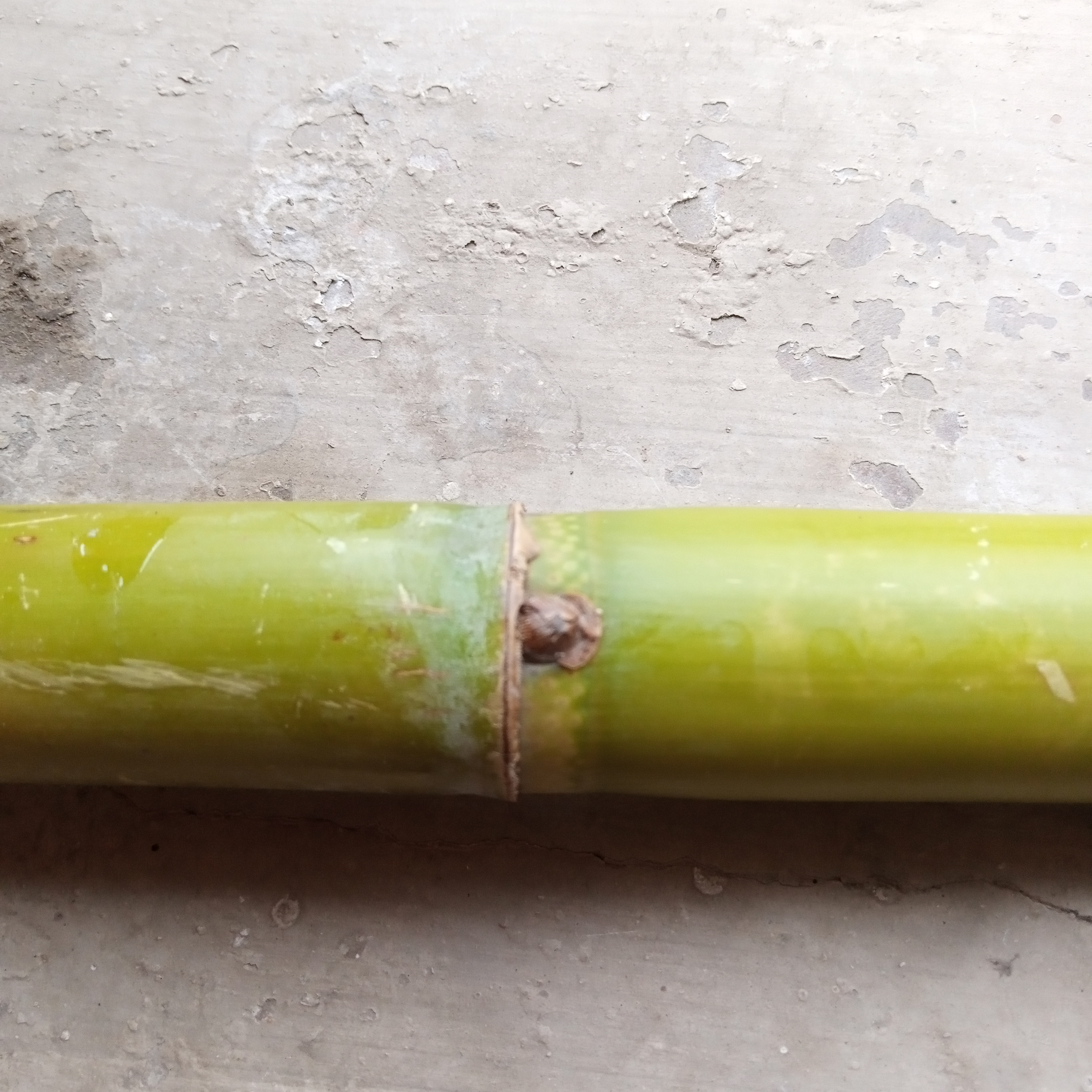 sugarcane bud detection Object Detection Model by sugarcane