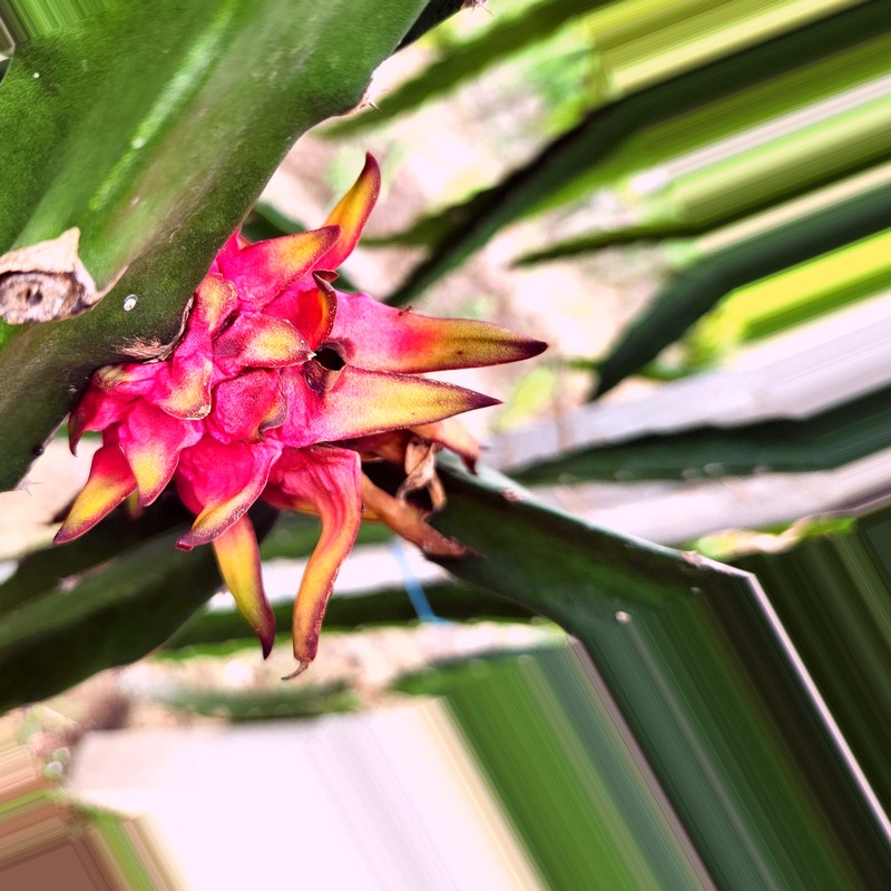 Dragon Fruit Classification Classification Model by AI Model