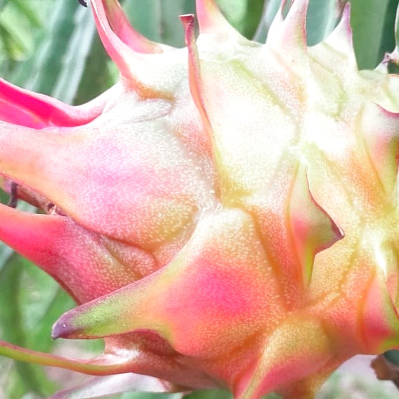 Dragon Fruit Classification Classification Dataset and Pre-Trained Model by AI Model