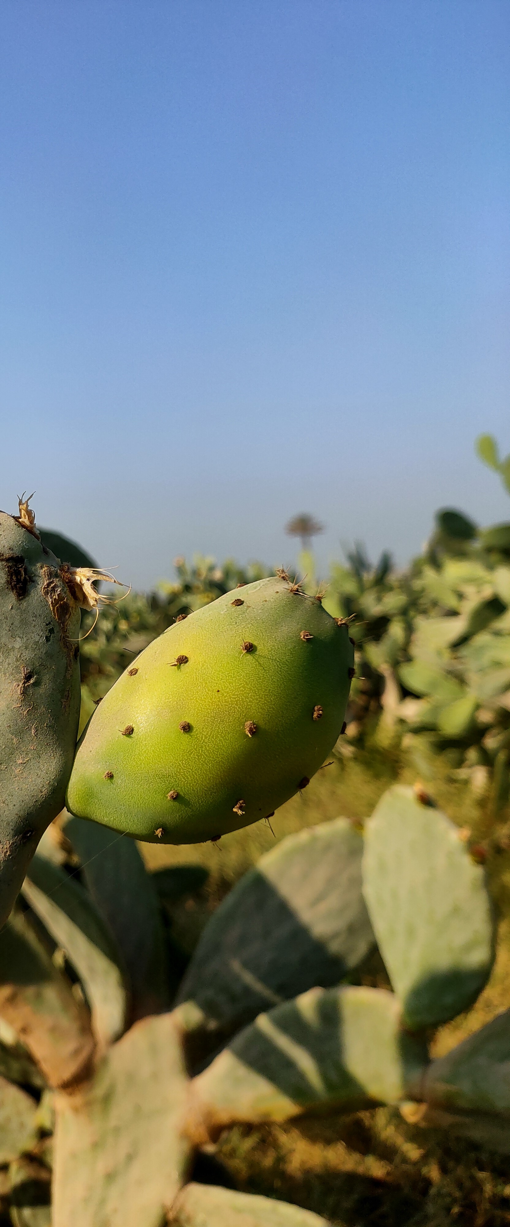 mahmoud (ob.det.) Object Detection Dataset by Mahmoud Abdelhamid