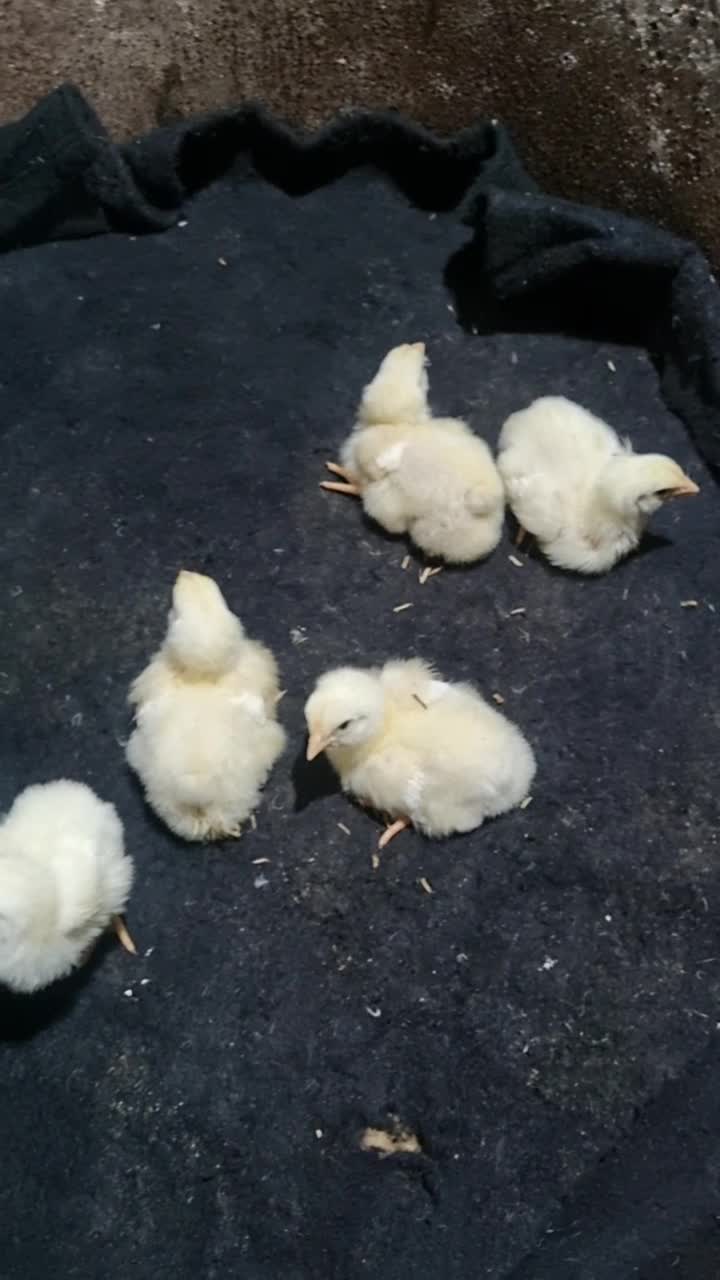 chick detection Object Detection Dataset and Pre-Trained Model by ...