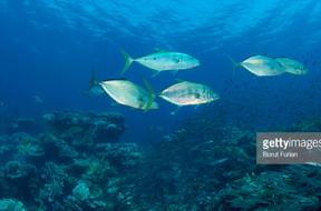 fish detection Object Detection Dataset and Pre-Trained Model by German ...