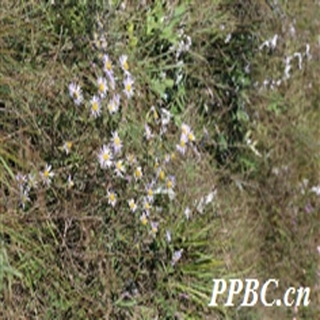 small Object Detection Dataset by ws