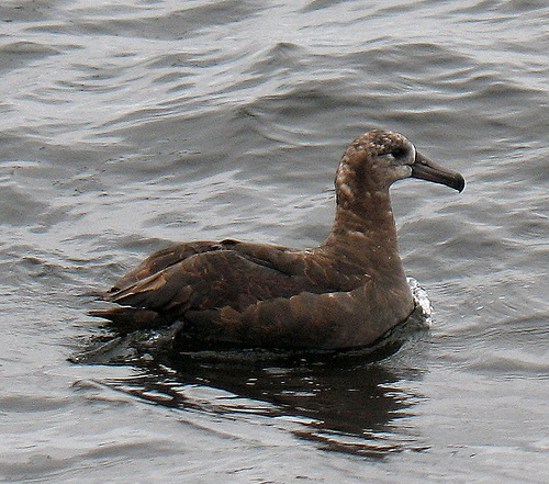 birds Instance Segmentation Dataset by baurt