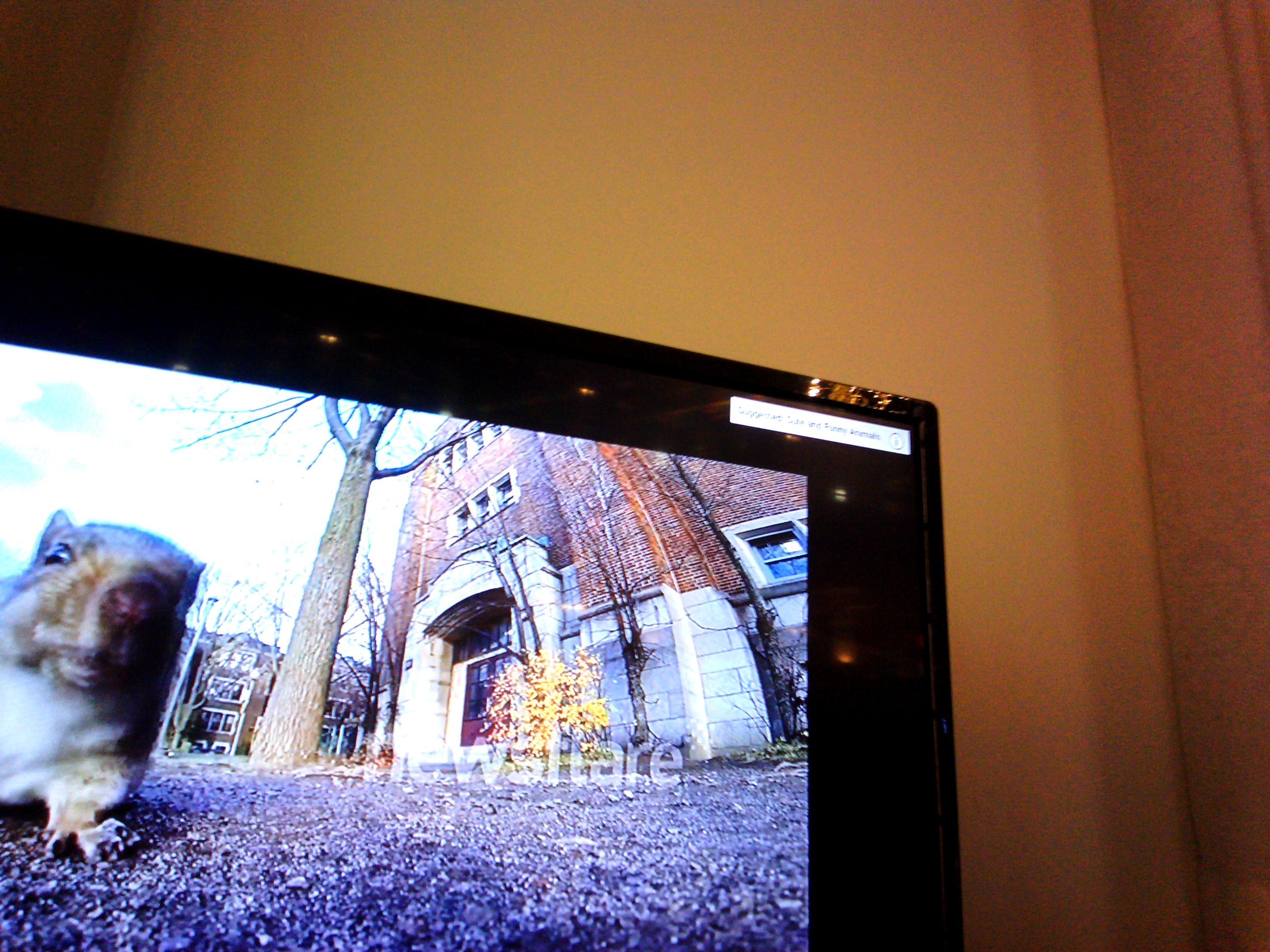Squirrels New Object Detection Dataset By Hakunamatata