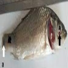 fish health detect Classification Model by asdh123