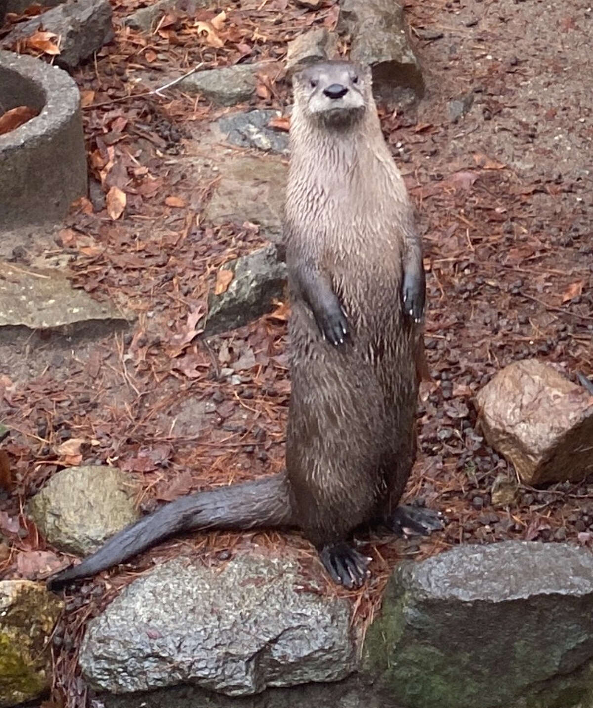 Otter Instance Segmentation Dataset and Pre-Trained Model by ELTE