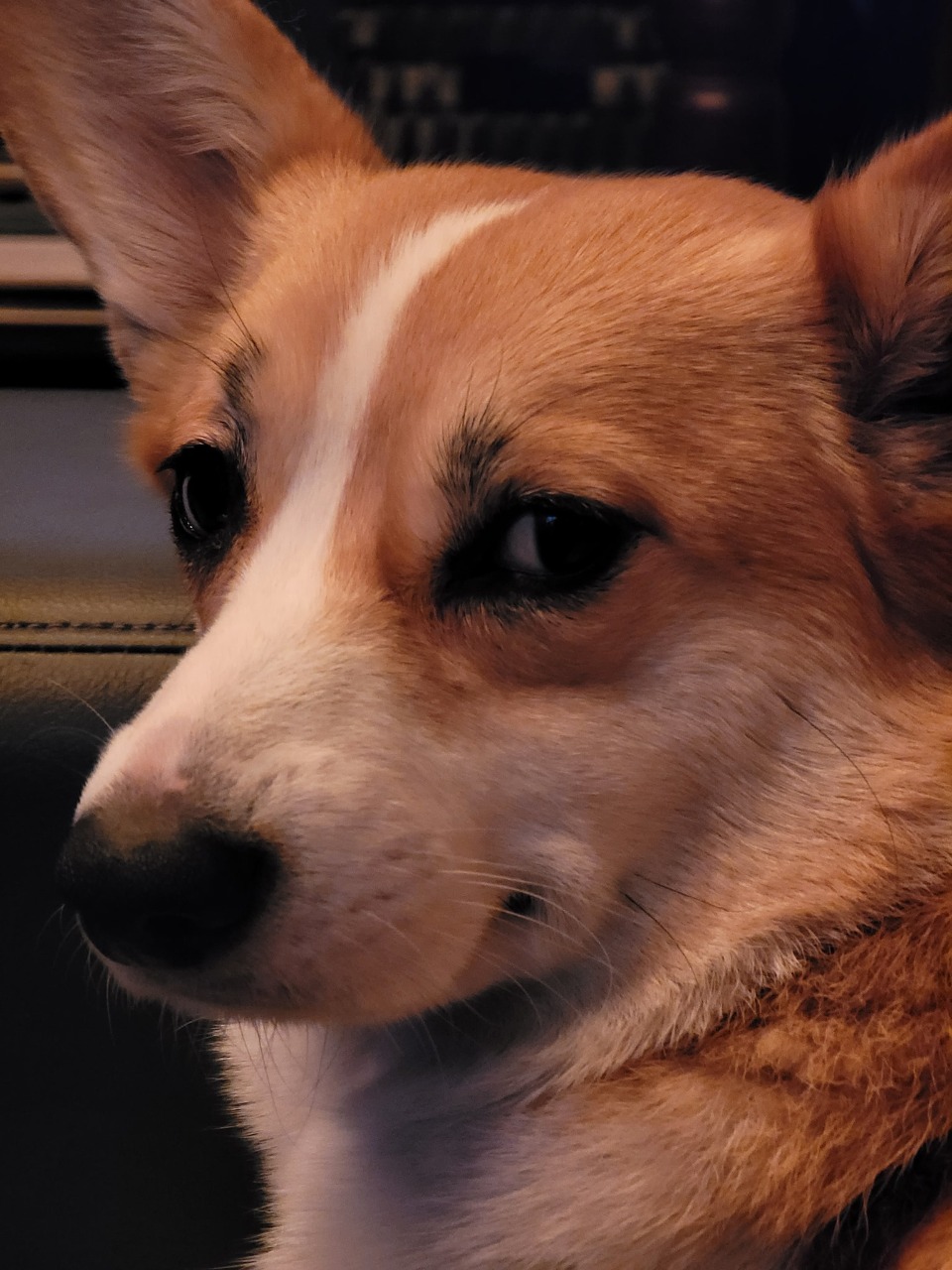 Corgi Detection Object Detection Dataset V15 3colormode By Corgitcc