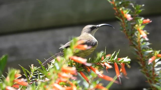 sunbird-detection Object Detection Dataset and Pre-Trained Model by ...