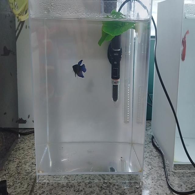 fish Object Detection Dataset by dog