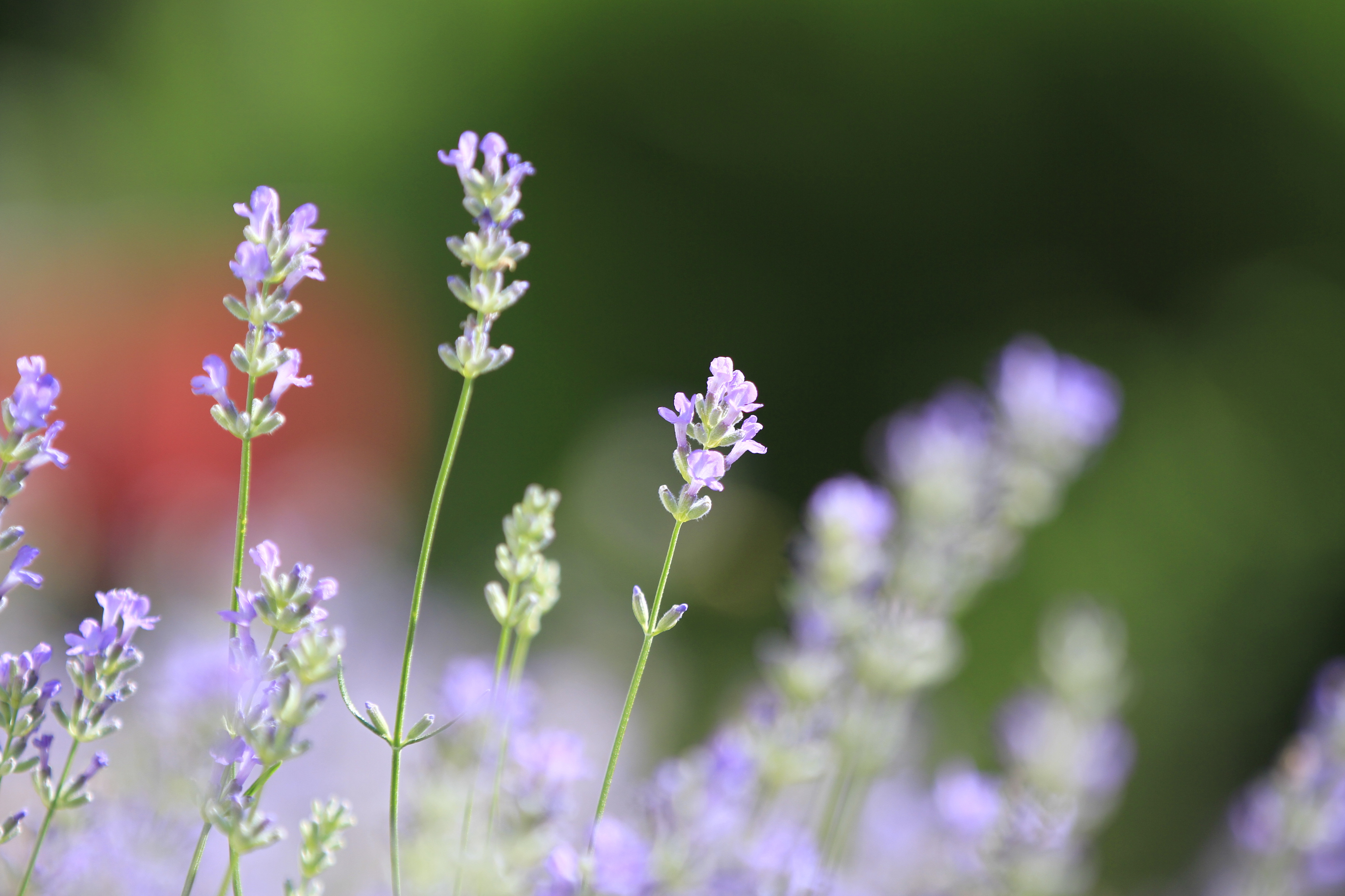 Lavender Instance Segmentation Dataset by Michigan Tech