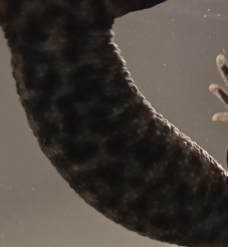 salamander-belly Classification Model by Salamander Reident