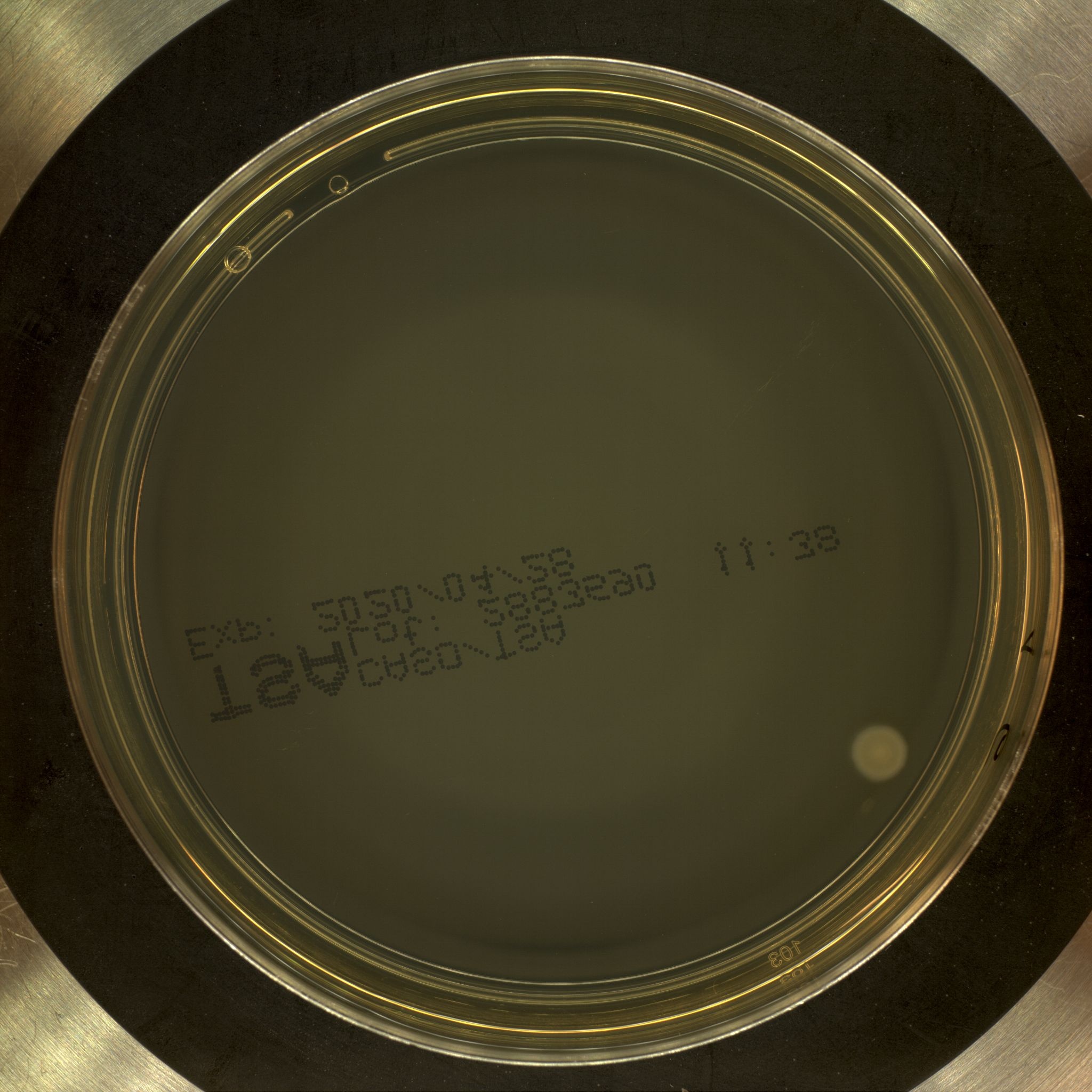 Bacteria Colony Object Detection Instance Segmentation Dataset by RisetTA Bacteria Colony Object Detection Instance Segmentation Dataset by RisetTA