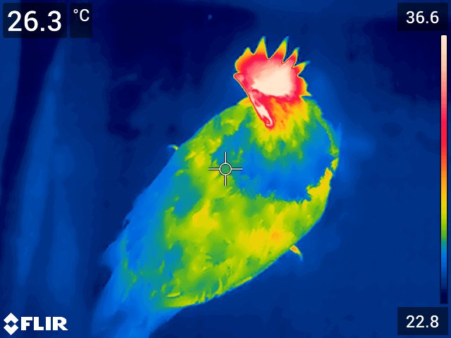 Feather score Classification Model by Computer vision