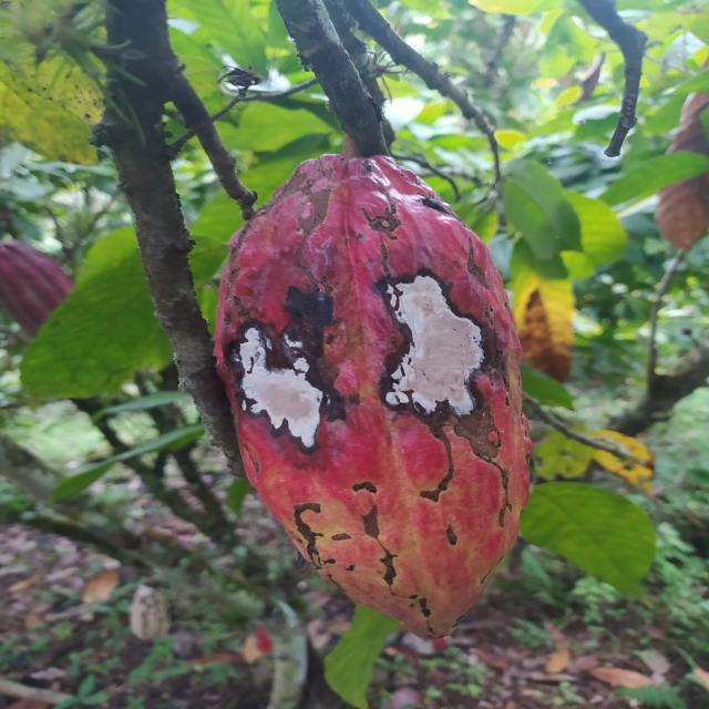 Moniliasis Disease Classification Dataset by Red Oscar Lopez