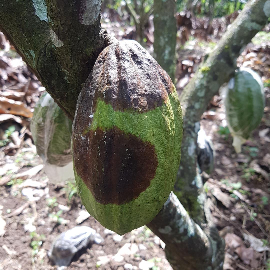 Black Pod Disease Classification Model by Red Oscar Lopez