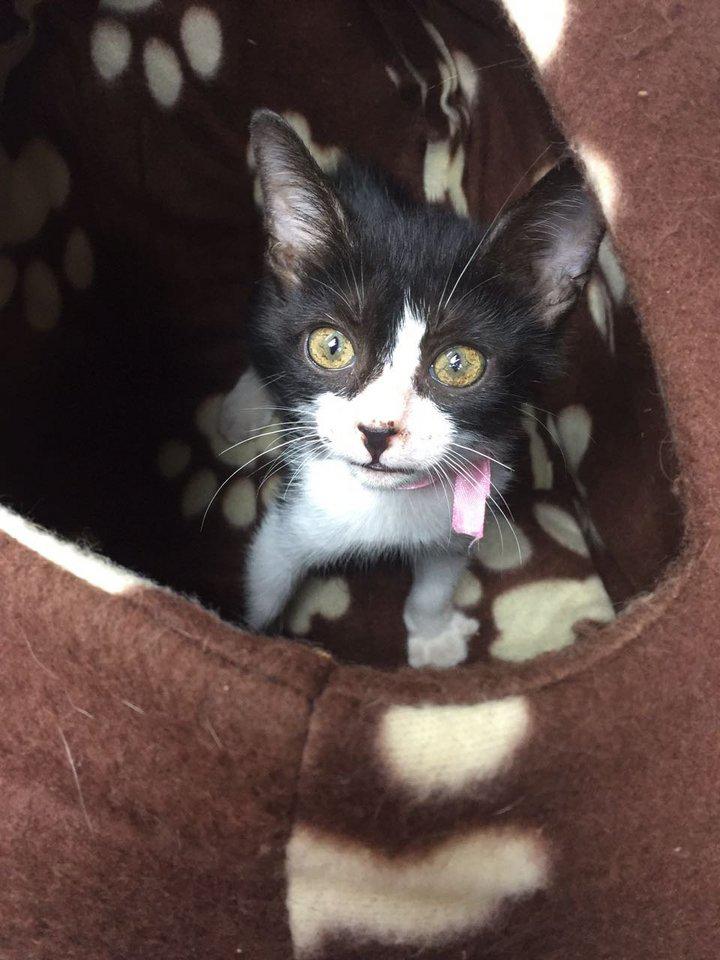 Pets Object Detection Dataset by Elliot