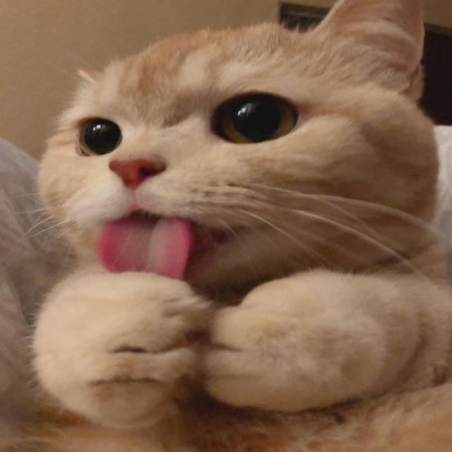 cat Object Detection Model by workspace