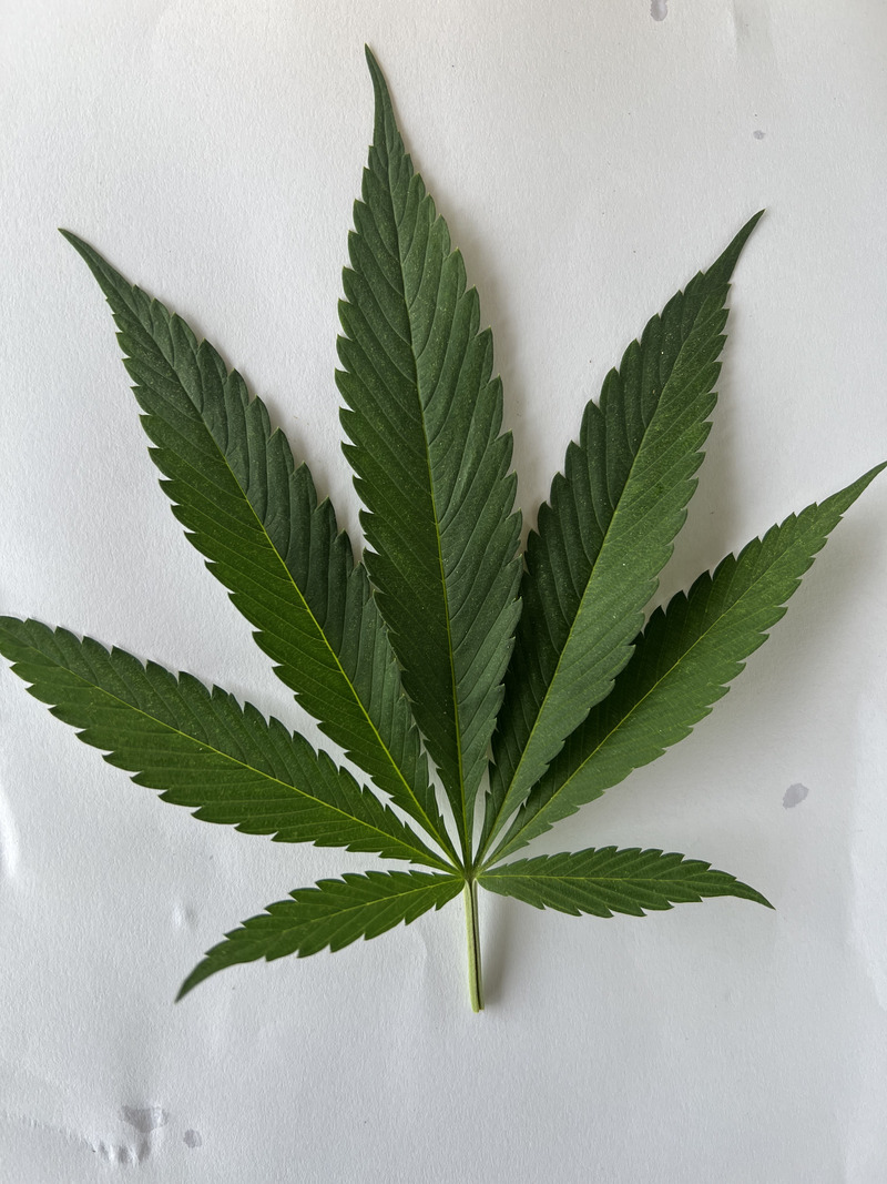 Cannabis All Object Detection Dataset By Cannabis